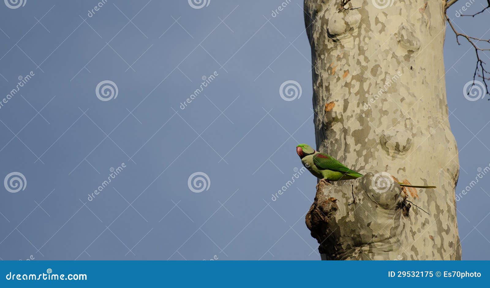 A parrot on a tree stock image. Image of clear, horizontal - 29532175
