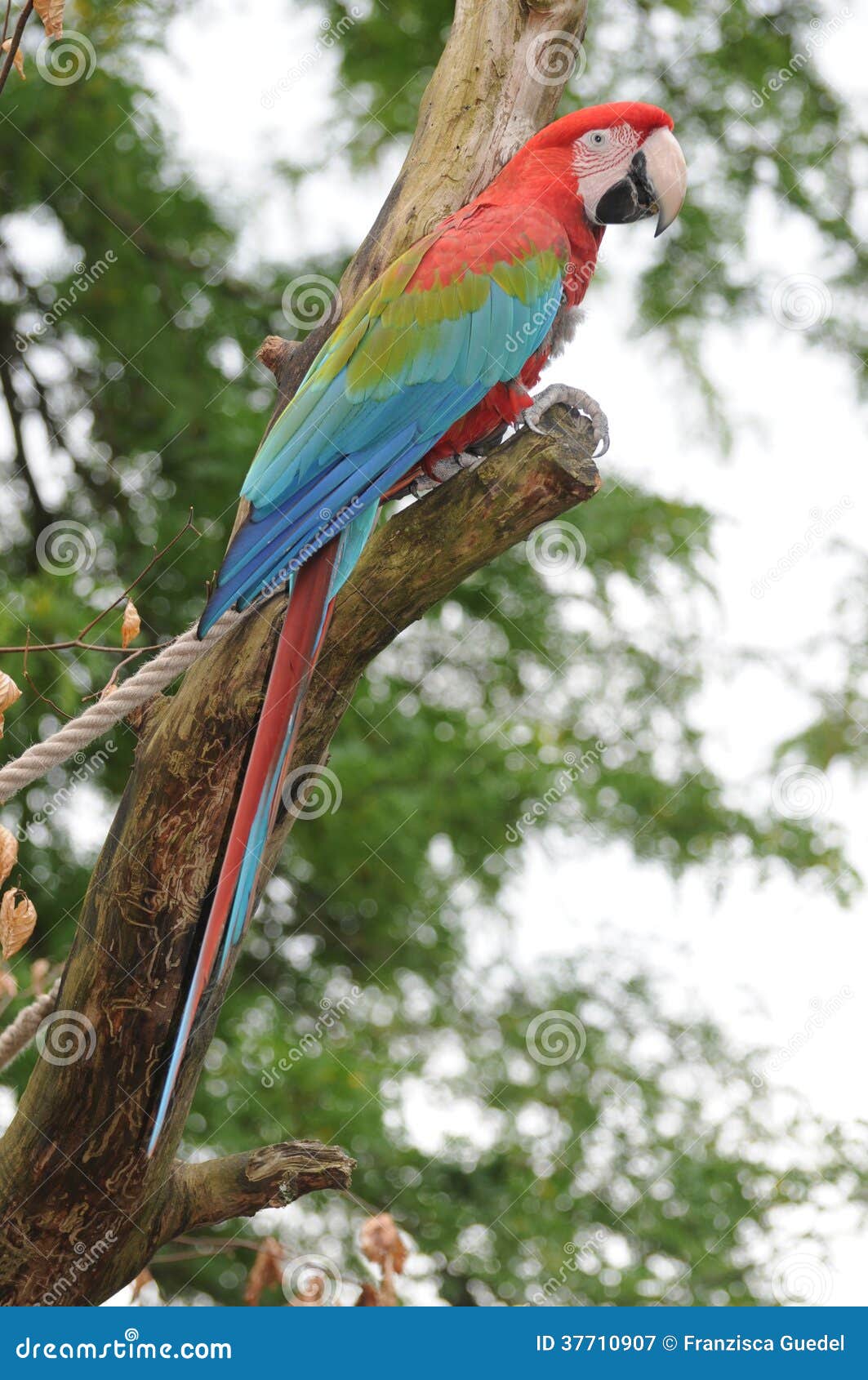 Parrot on Tree stock image. Image of wings, parrot, forest - 37710907