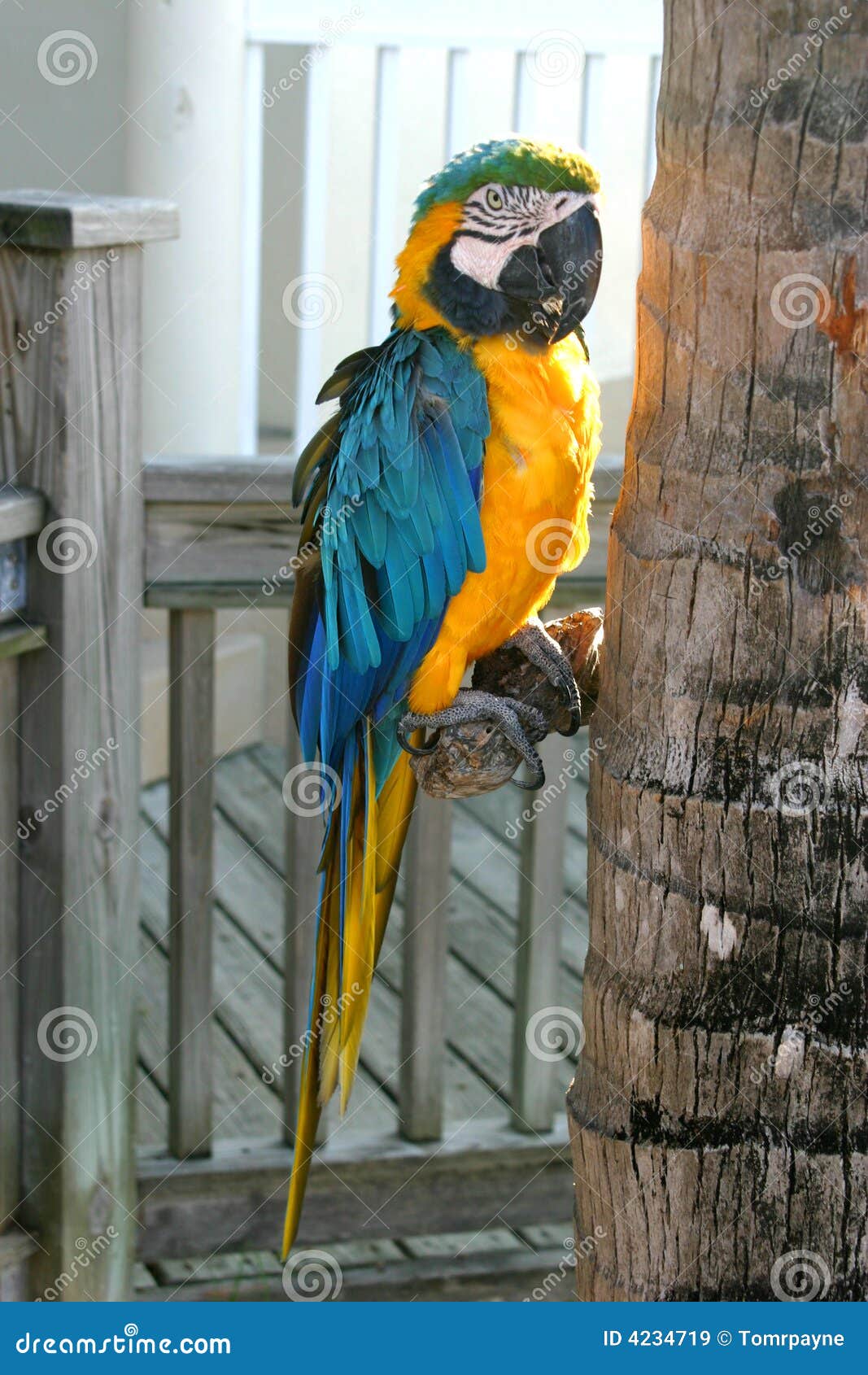 Parrot by tree stock image. Image of color, tropical, claw - 4234719