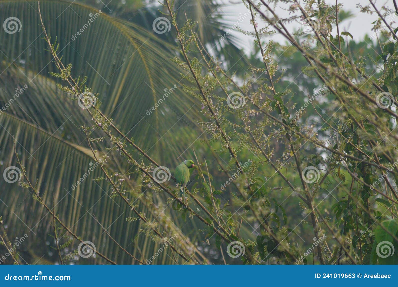 Parrot on the tree branch stock image. Image of parrot - 241019663