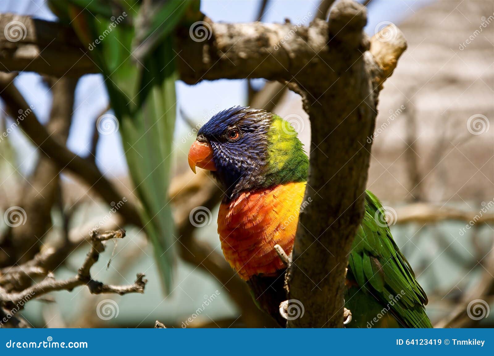 Parrot on tree branch stock image. Image of sitting, nature - 64123419