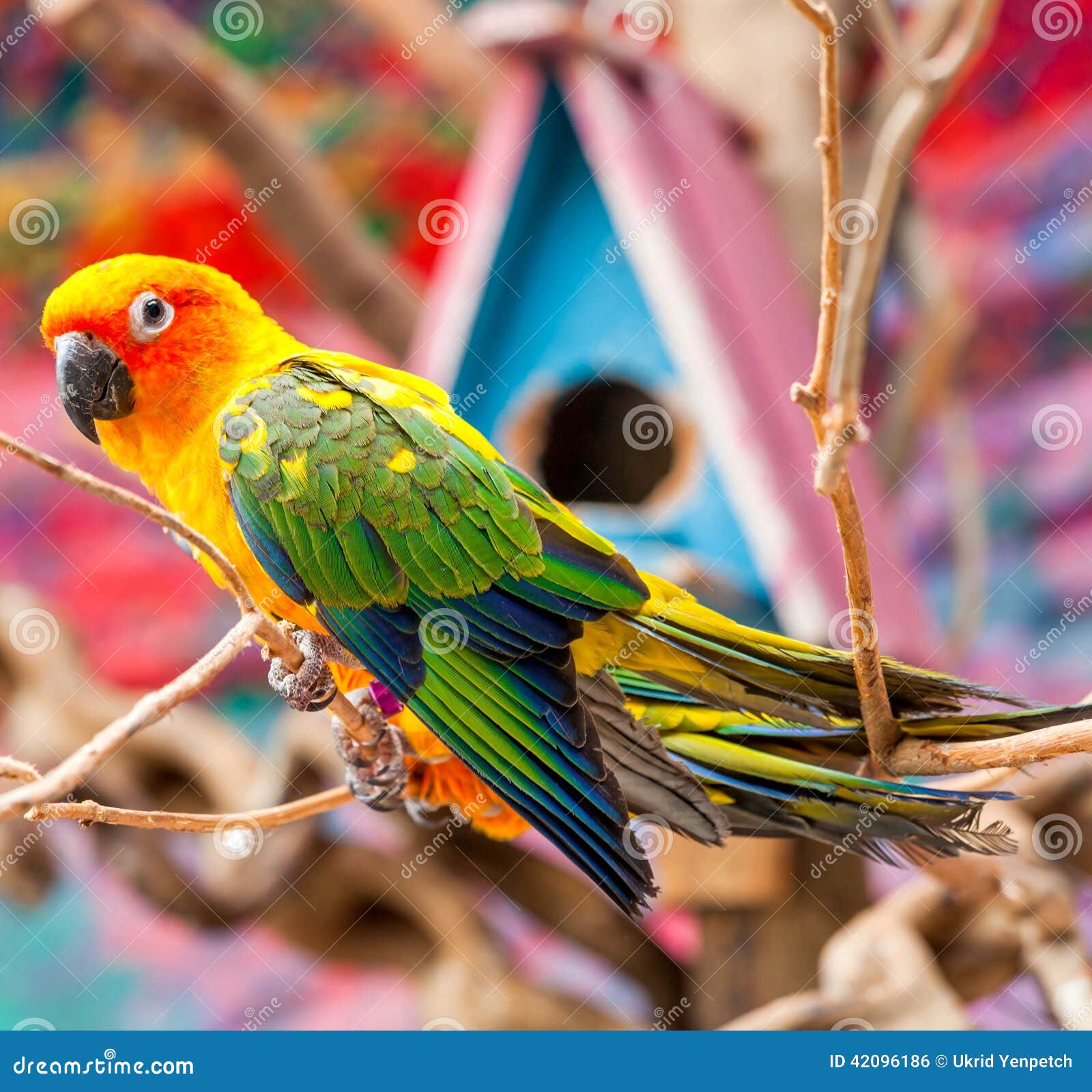 Parrot on a Tree Branch stock photo. Image of love, animal - 42096186