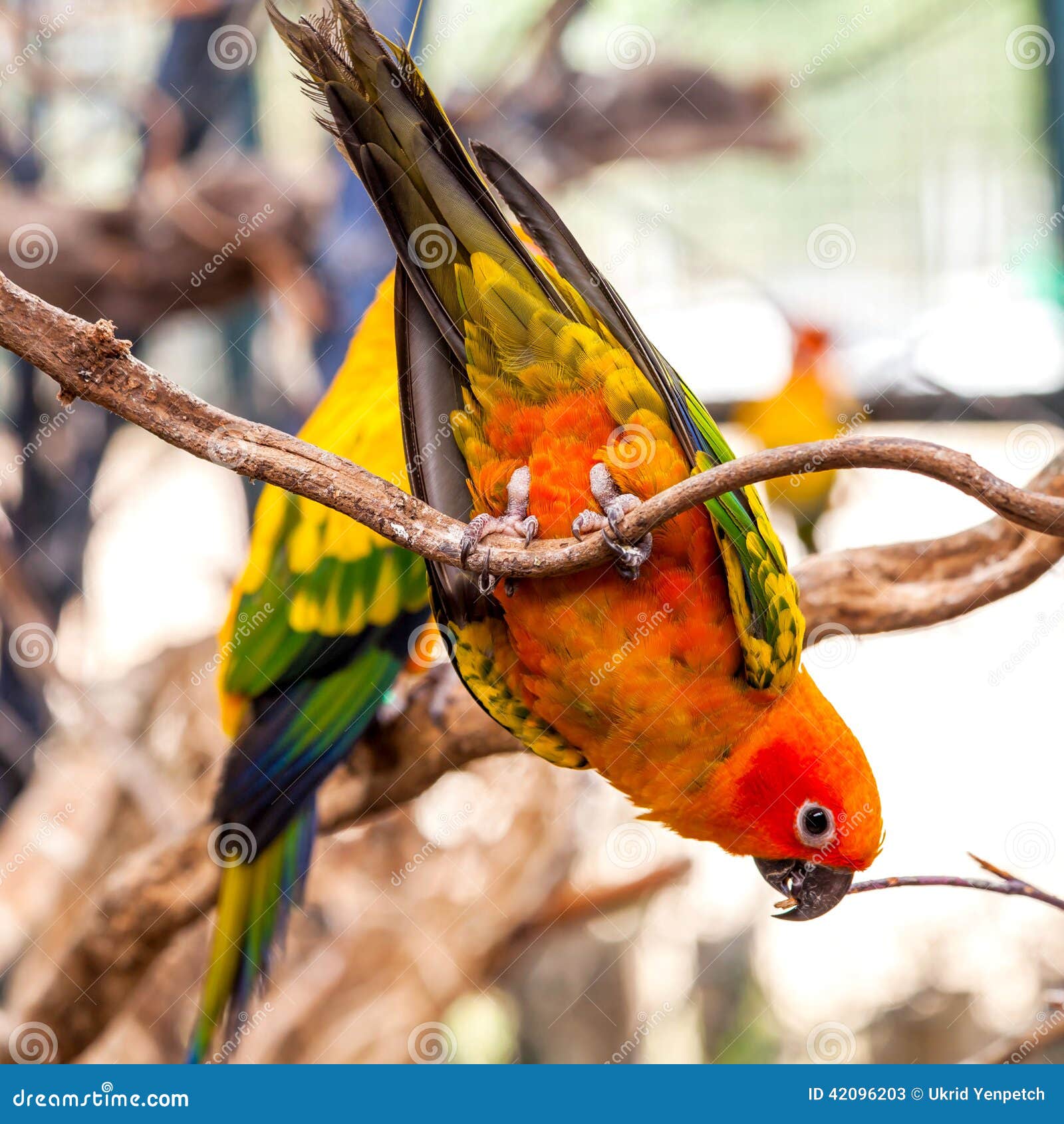 Parrot on a Tree Branch stock image. Image of nature - 42096203