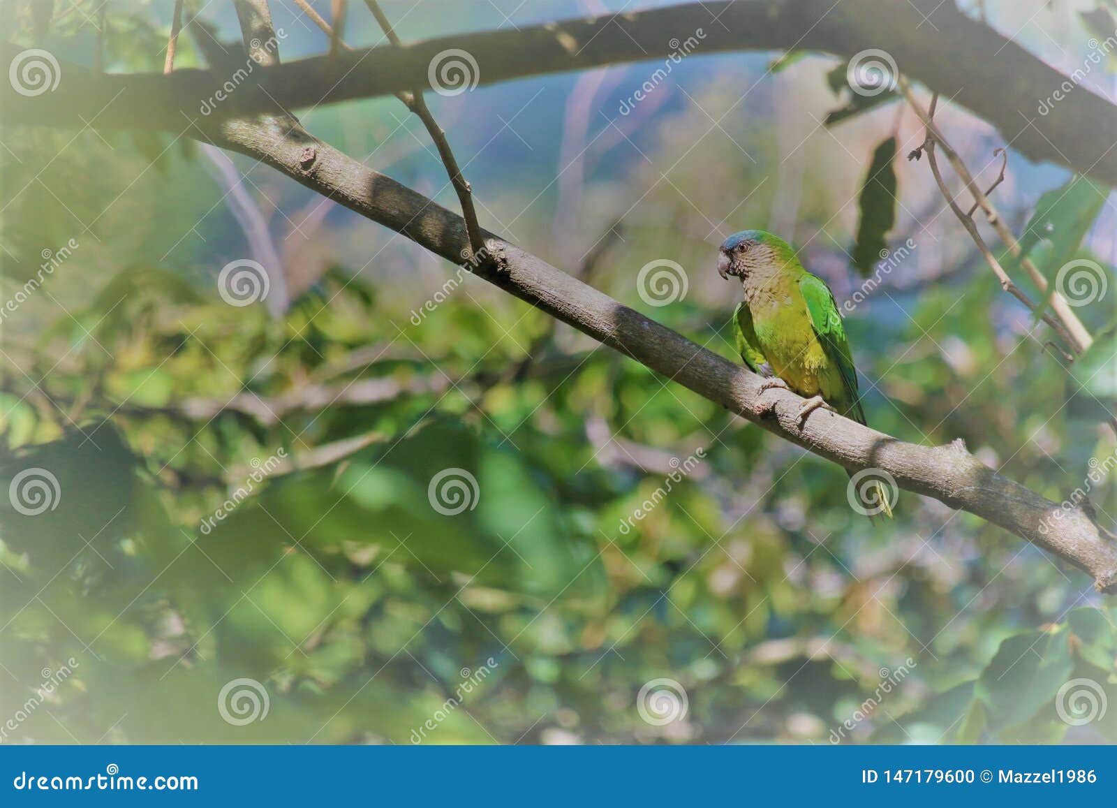 Parrot in a tree stock photo. Image of tail, green, leaves - 147179600
