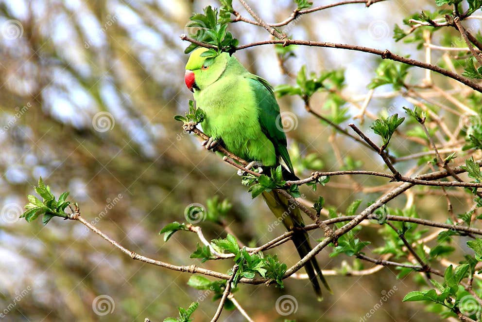 A Parrot in the Tree stock photo. Image of talking, beak - 51668594