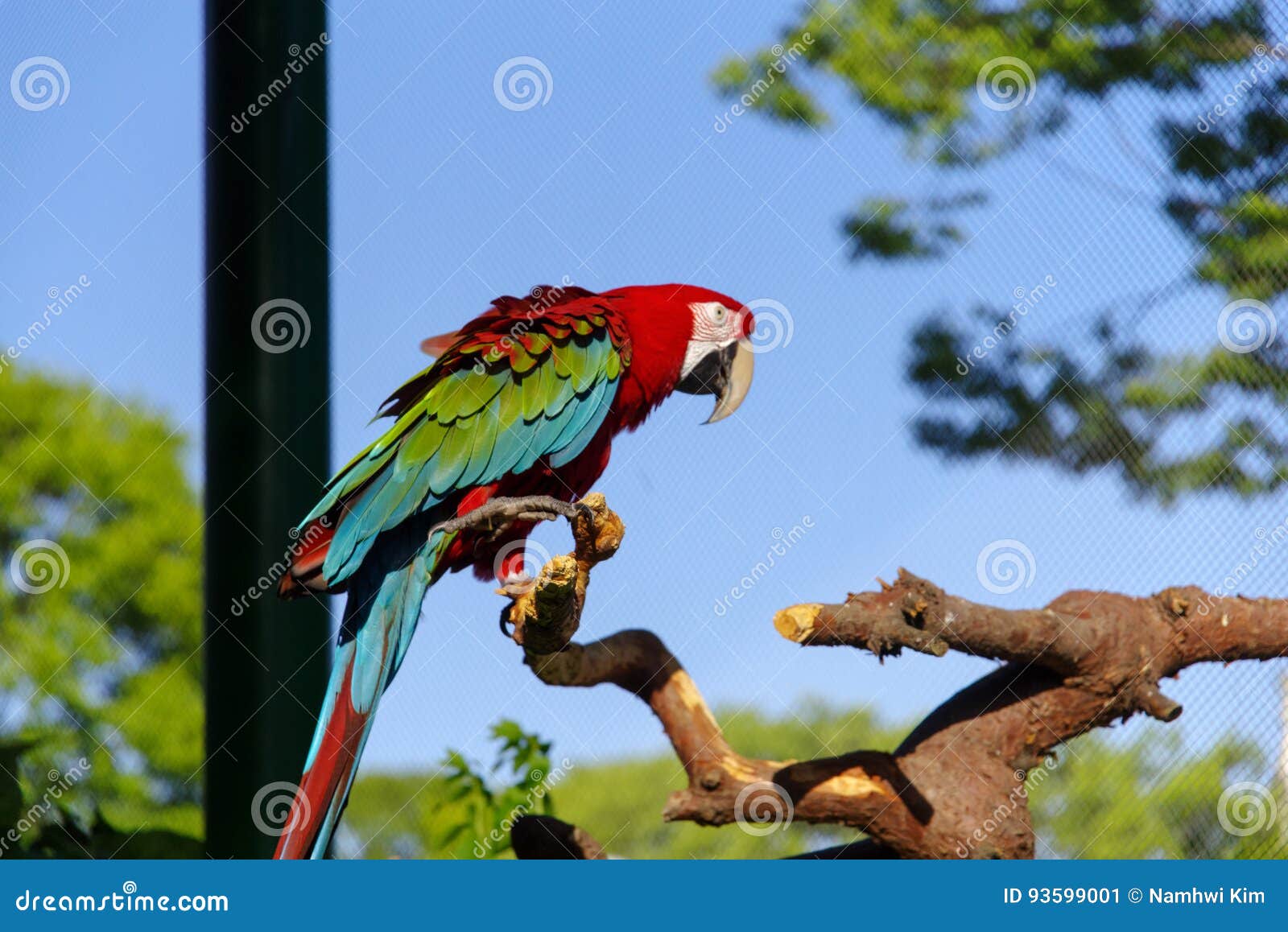 Parrot on the Tree editorial photo. Image of blue, branch - 93599001