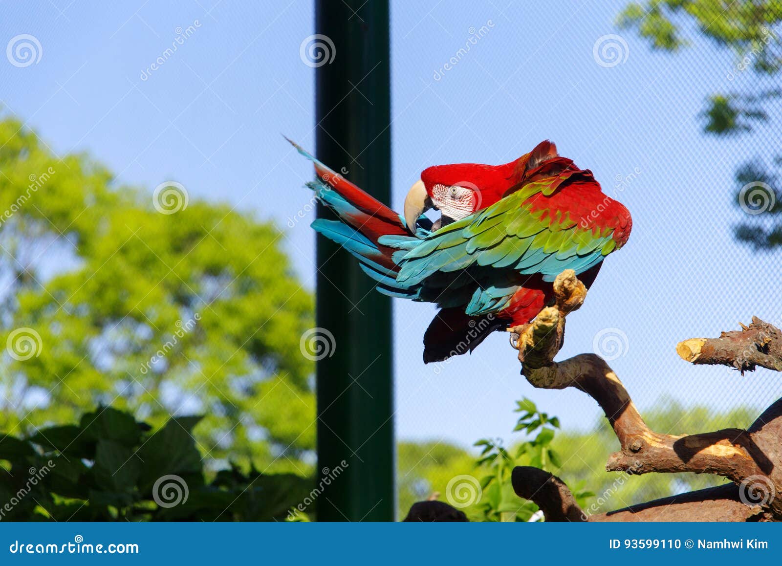 Parrot on the Tree editorial image. Image of wing, feather - 93599110