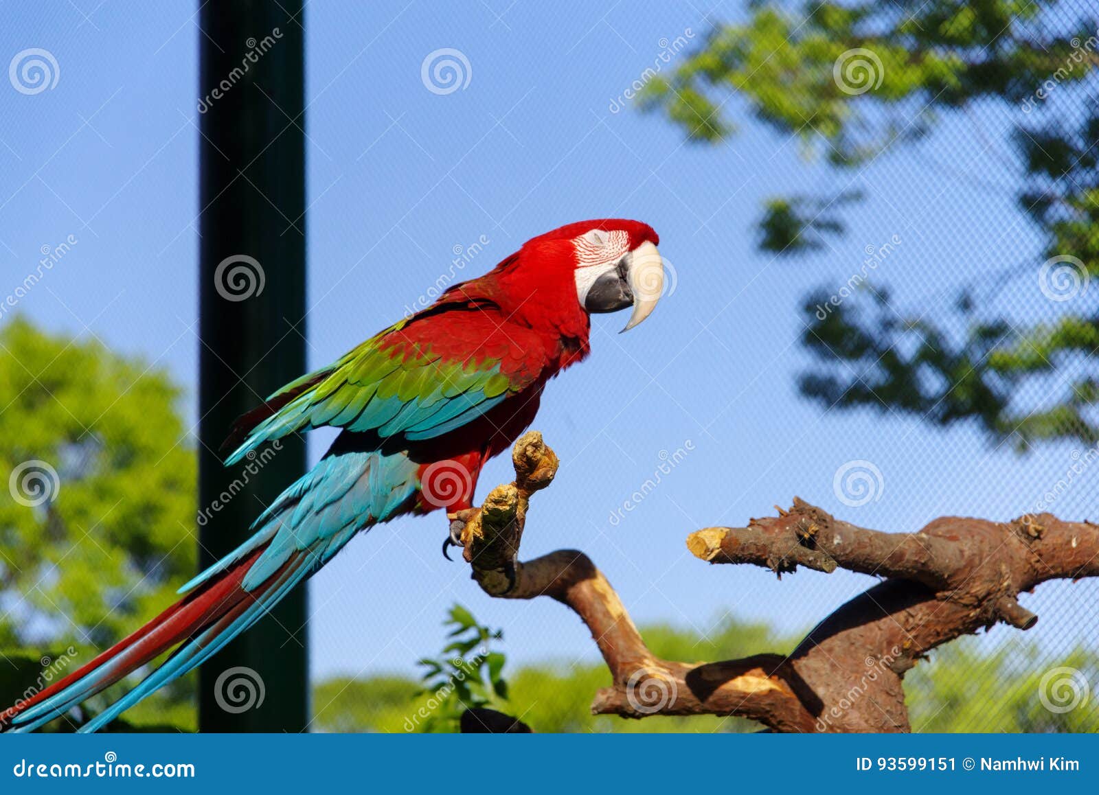 Parrot on the Tree editorial photo. Image of wild, beautiful - 93599151