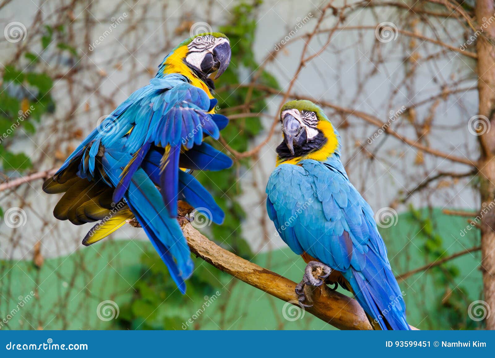 Parrot on the Tree editorial photo. Image of macaw, tropical - 93599451