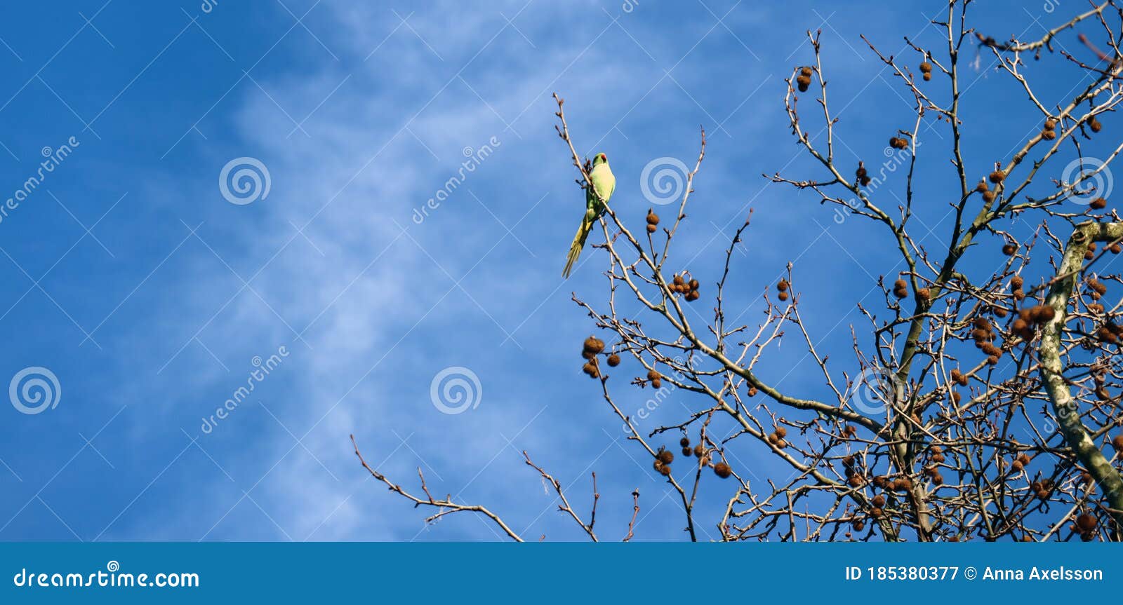 Bird in a Tree during Winter in England. Stock Image - Image of ...