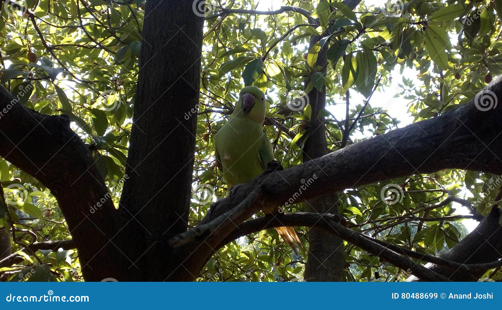Parrot on tree stock image. Image of tree, birds, good - 80488699