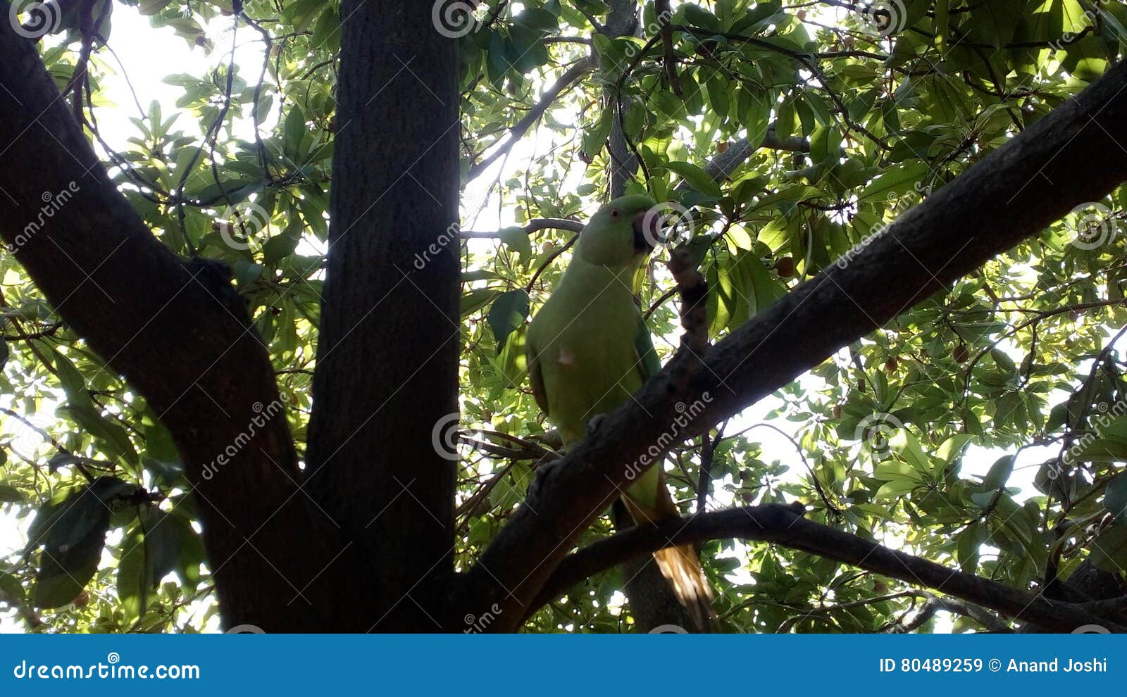 Parrot on tree stock image. Image of parrot, beautiful - 80489259