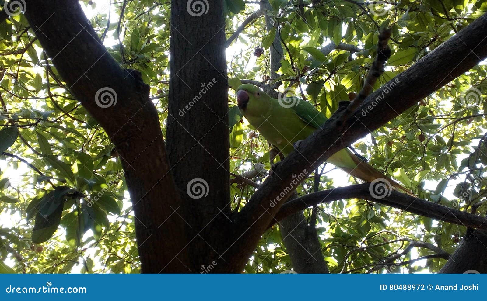 Parrot on Tree Looking Naturally Stock Photo - Image of jungle, trunk ...