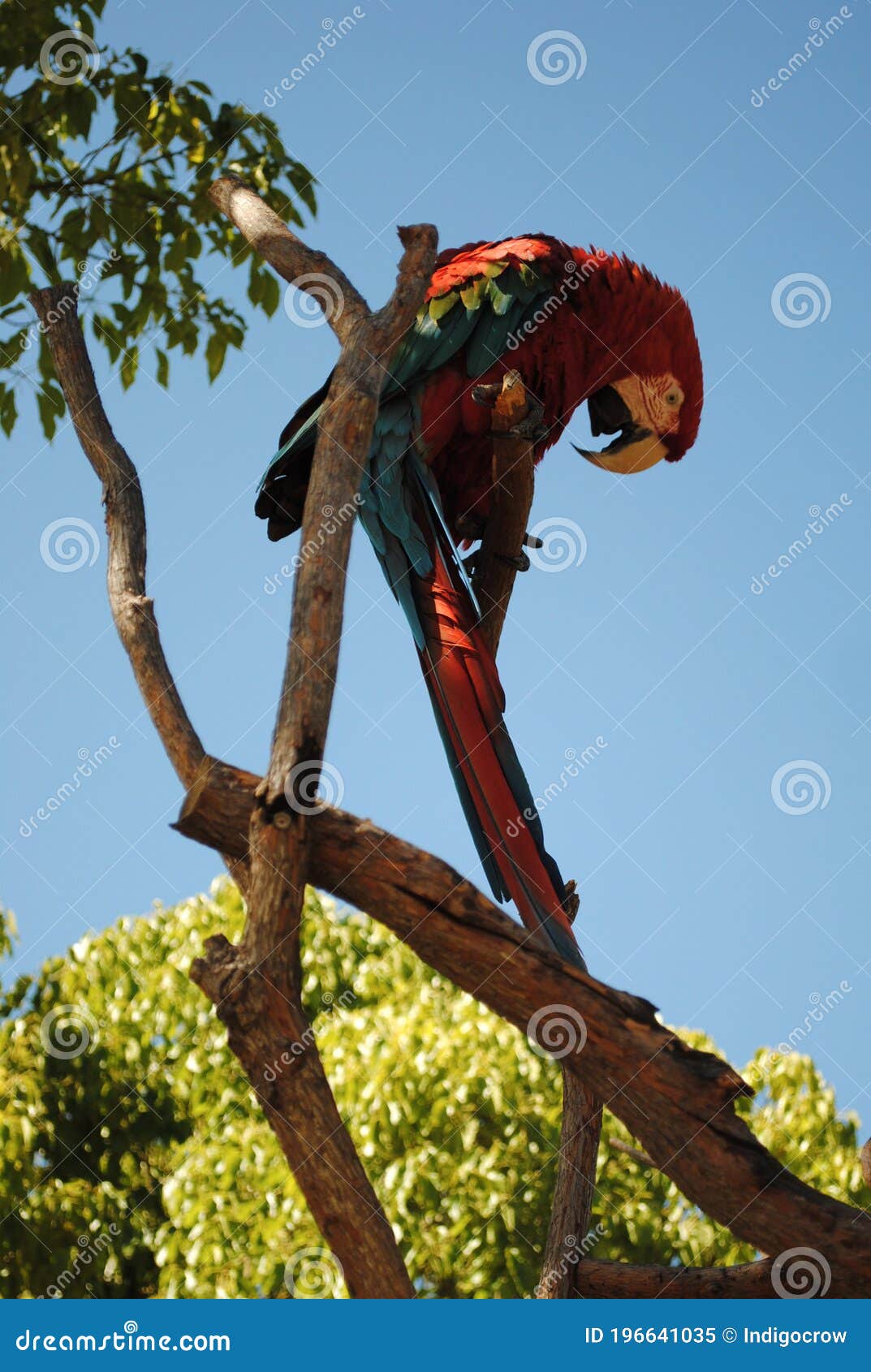 Parrot in the Tree stock image. Image of birds, mammal - 196641035