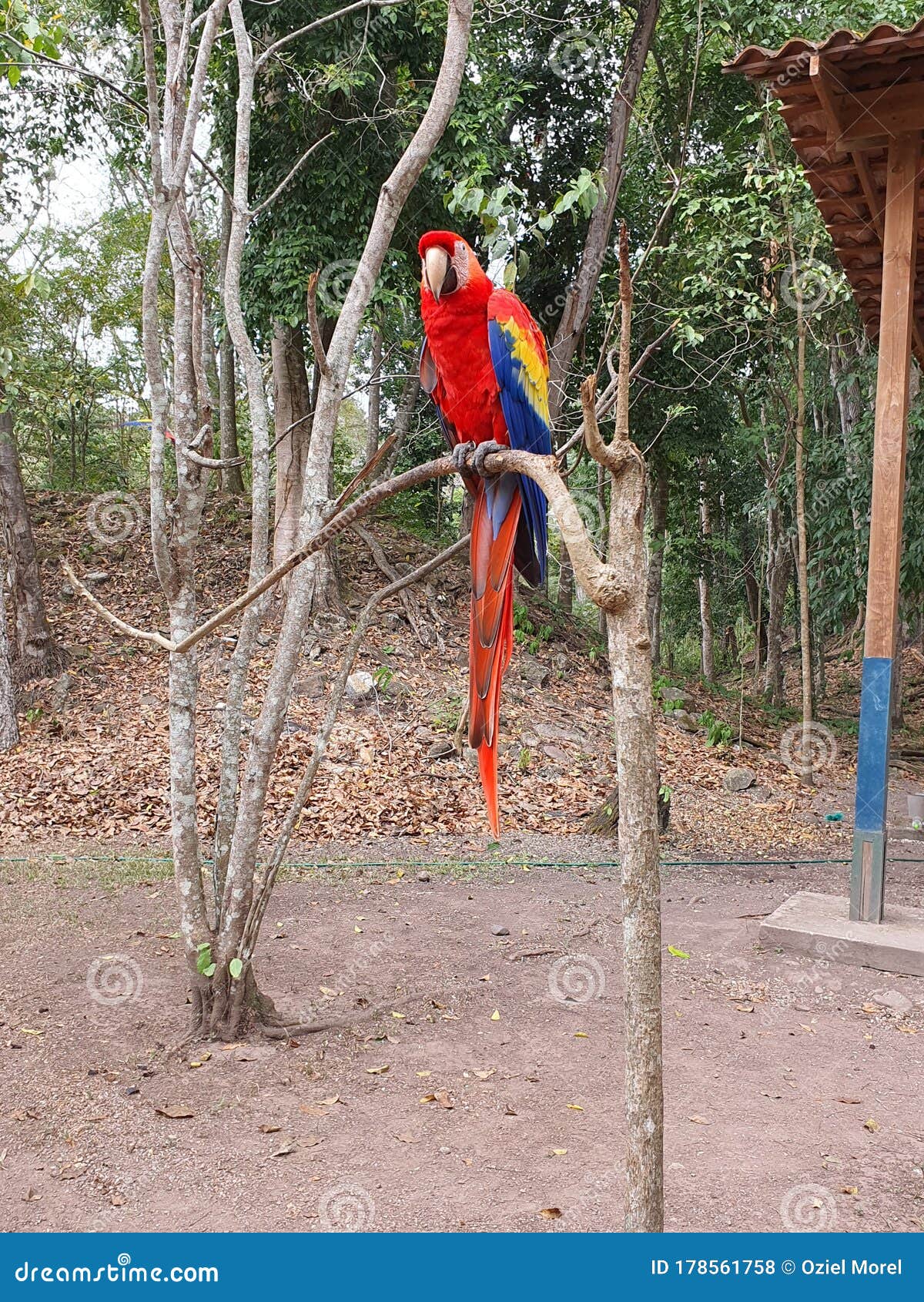 Parrot on the tree stock photo. Image of flower, soil - 178561758