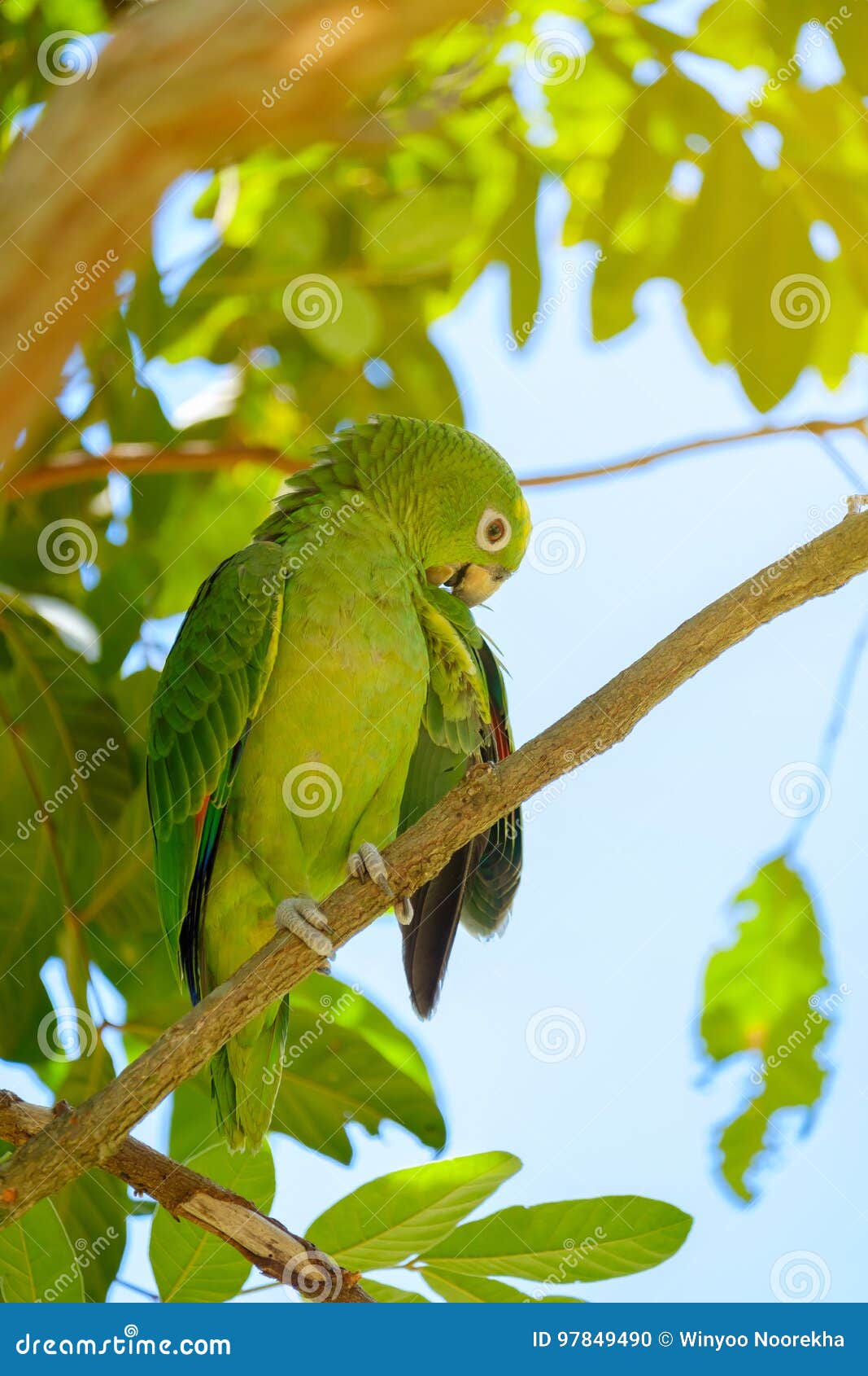 The parrot on tree. stock photo. Image of feather, beak - 97849490