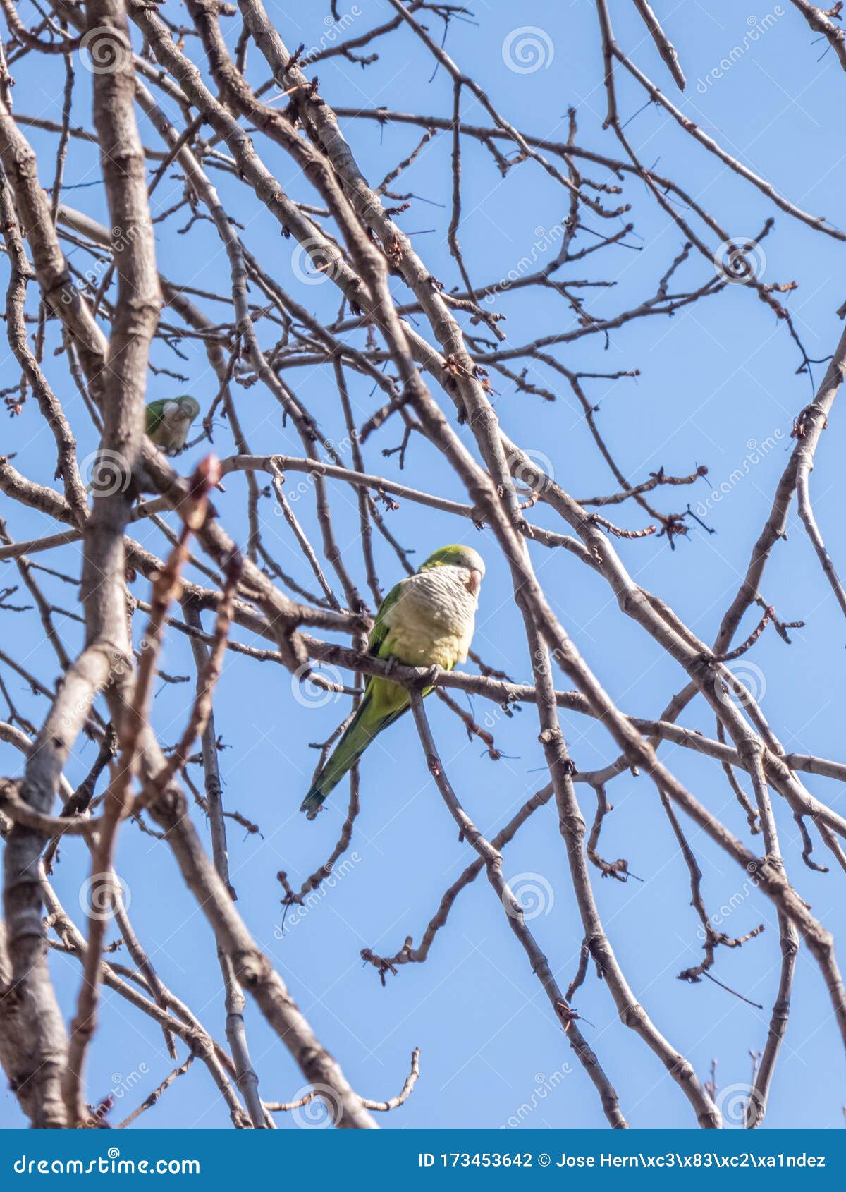 Parrot on a tree stock photo. Image of health, natural - 173453642