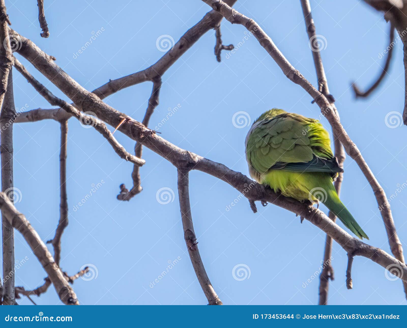 Parrot on a tree stock photo. Image of spring, grass - 173453644