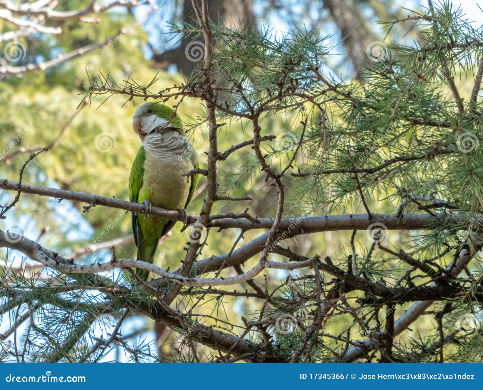 Parrot on a tree stock image. Image of parrot, quaker - 173453667