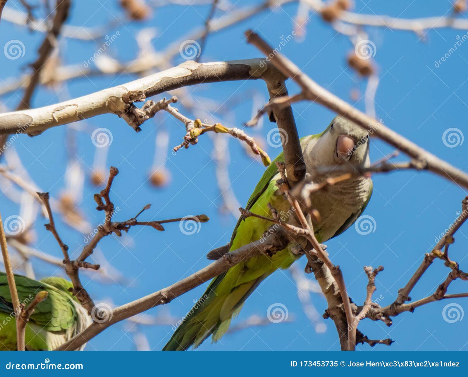 Parrot on a tree stock image. Image of freedom, green - 173453735