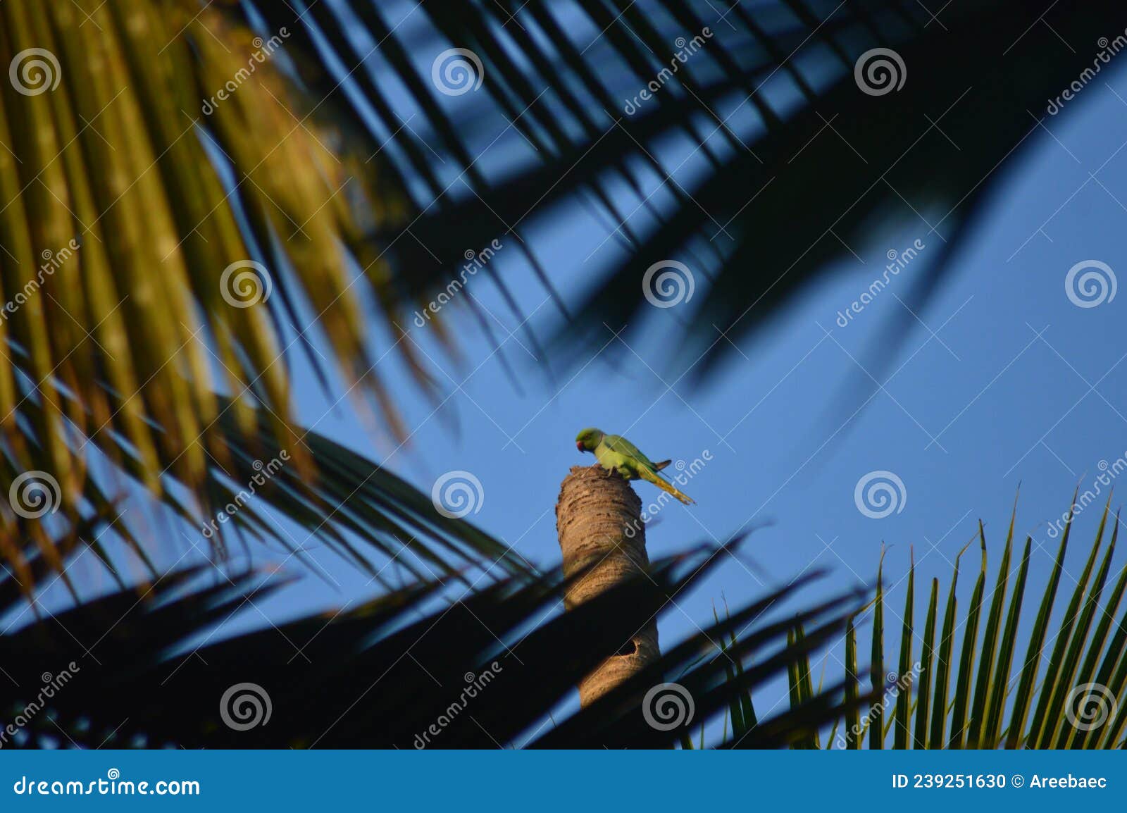 Parrot on a tree top stock photo. Image of tree, bi4d - 239251630