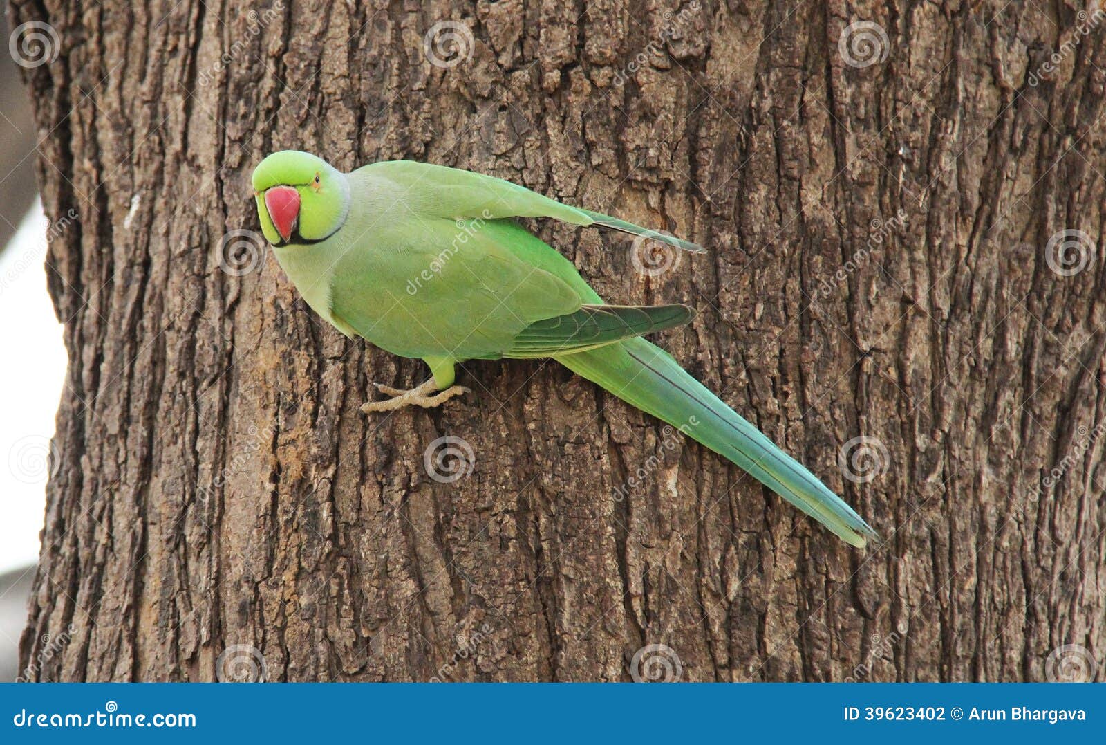 Parrot on tree trunk stock photo. Image of jungle, colorful - 39623402