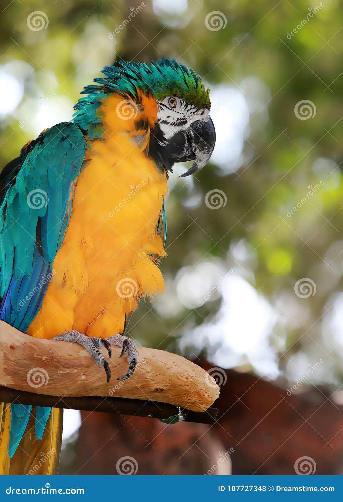 A parrot on a tree trunk stock photo. Image of resting - 107727348