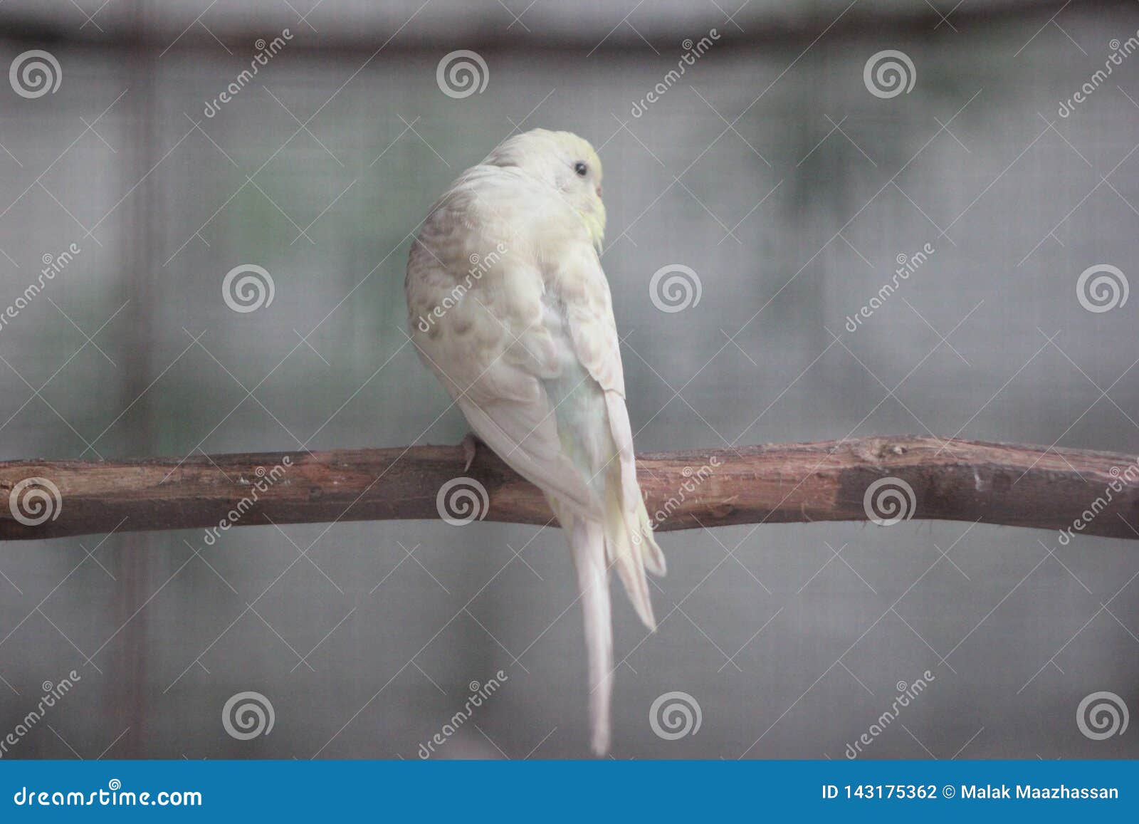 Parrot in tree stock photo. Image of parrot, white, forest - 143175362