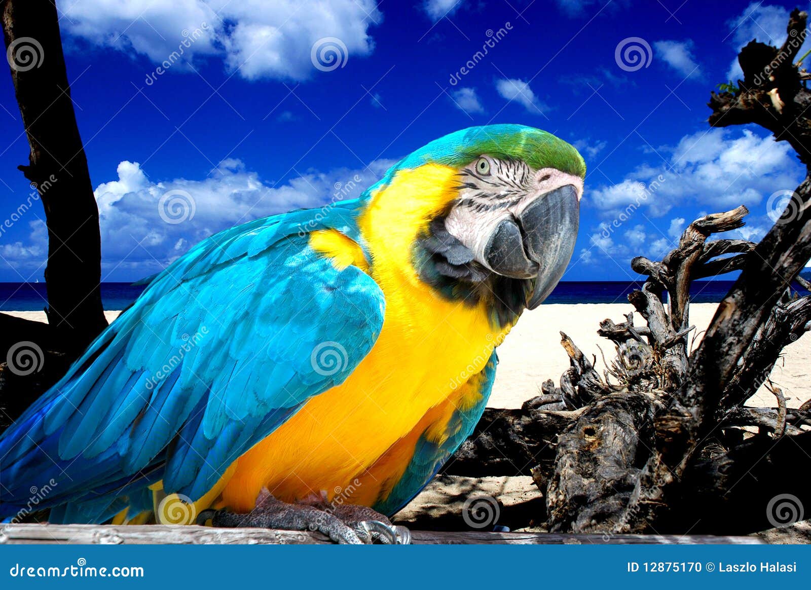 Parrot on tropical beach stock photo. Image of blue, holiday - 12875170