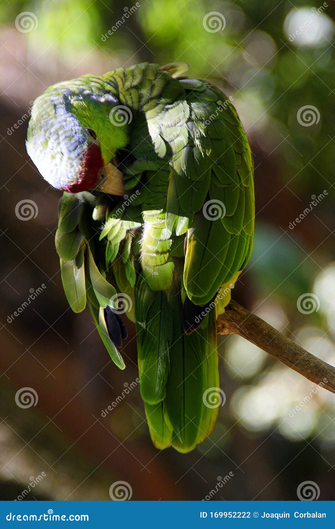 Parrot Tropical Birds Eating on a Tree. Stock Photo - Image of wings ...