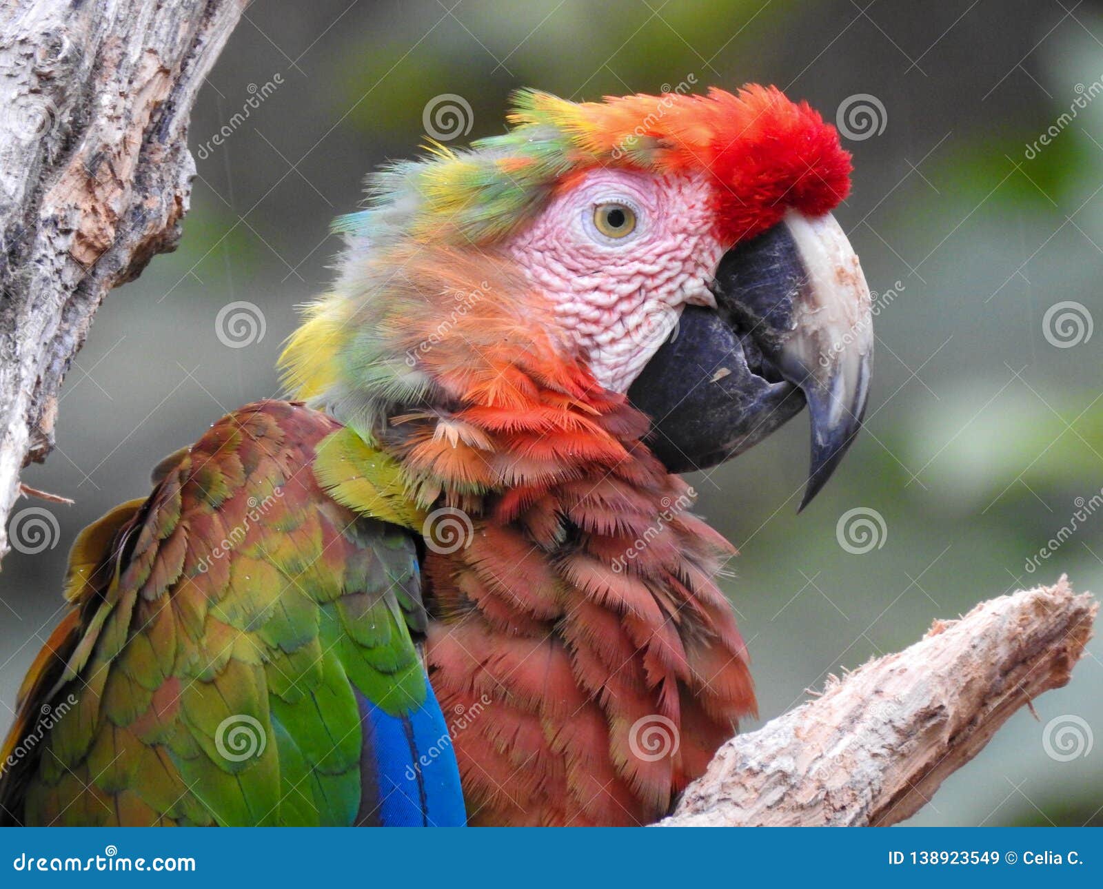 Parrot stock image. Image of forest, blue, nature, maccow - 138923549