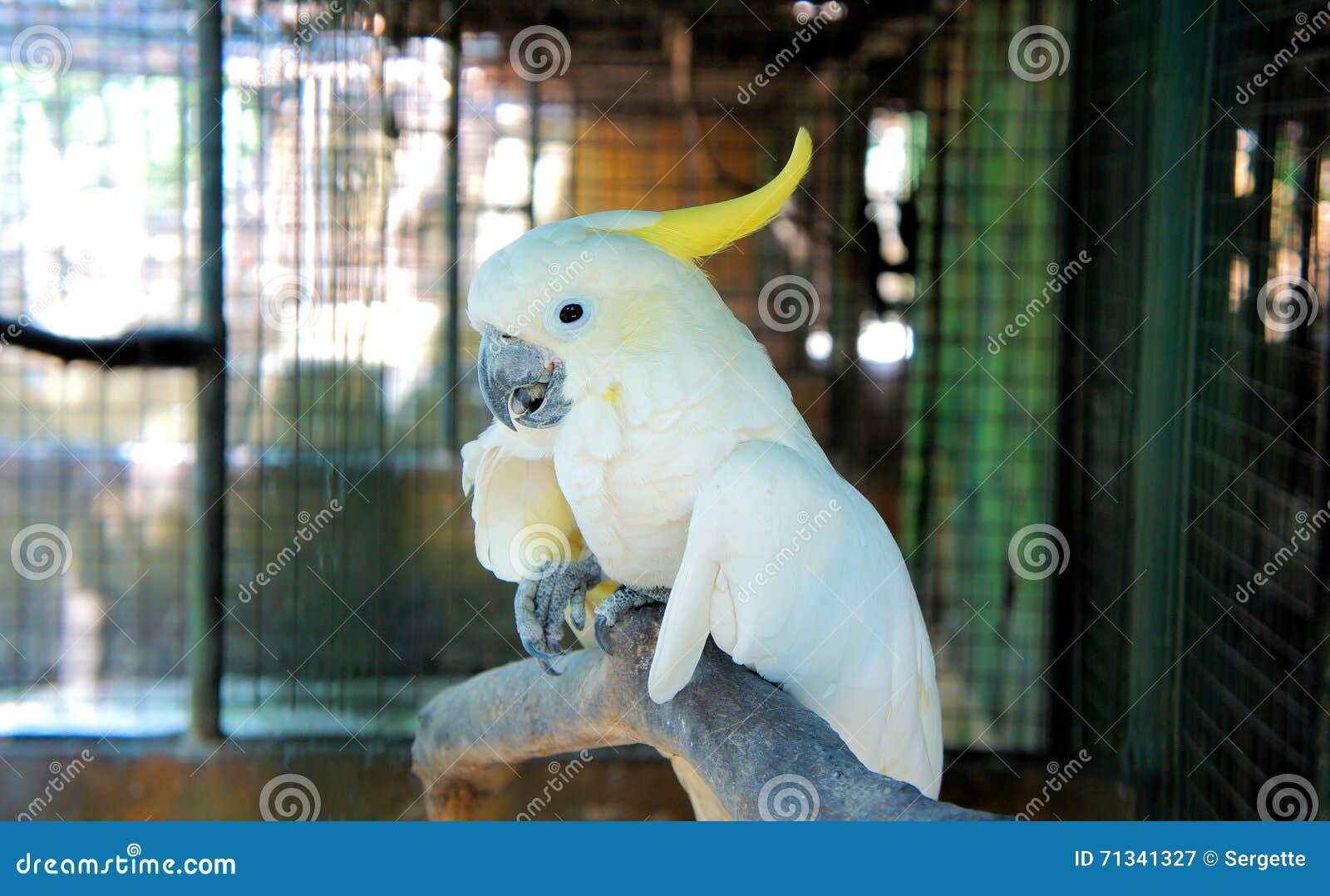 Parrot in a Tropical Garden. Philippines Stock Image - Image of ...