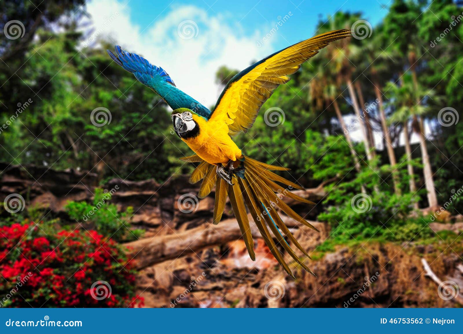 Parrot in Tropical Landscape Stock Photo - Image of park, lush: 46753562