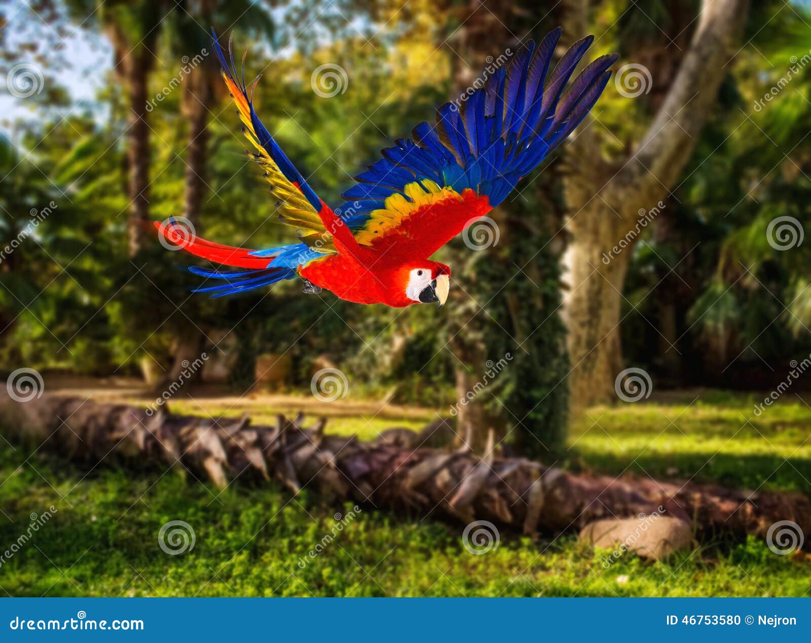 Parrot in Tropical Landscape Stock Photo - Image of parrot, park: 46753580