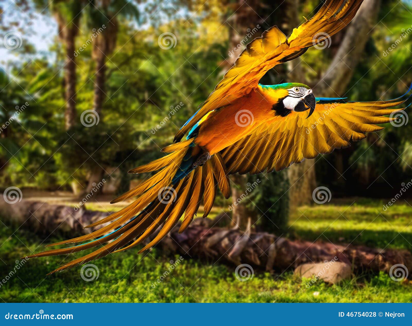 Parrot in Tropical Landscape Stock Photo - Image of environment ...