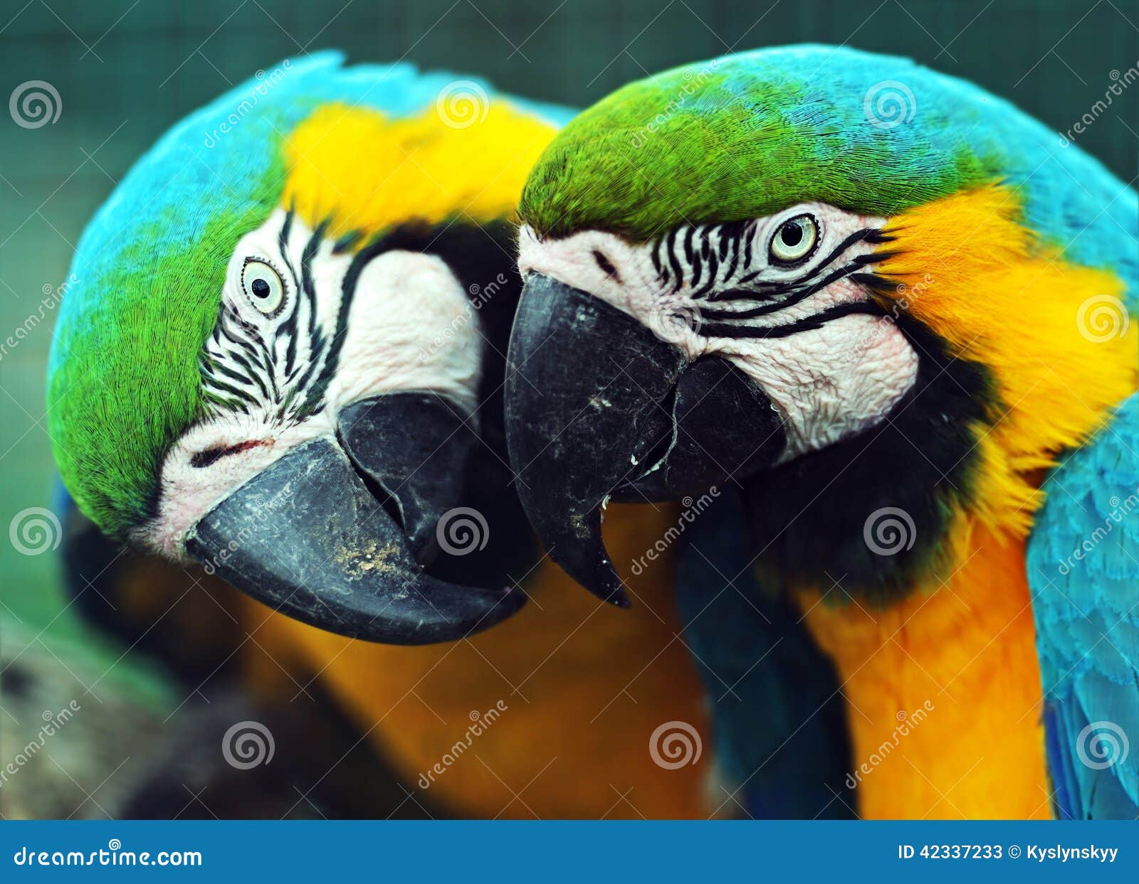 Parrot stock image. Image of nature, animals, beautiful - 42337233