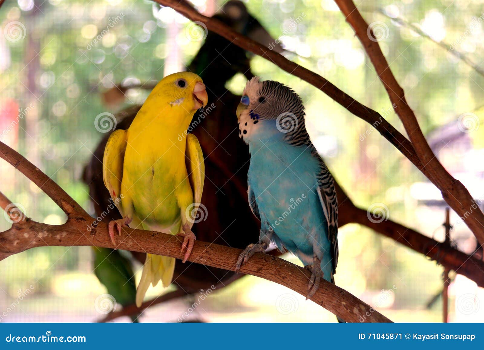 Parrot two stock image. Image of feather, tropical, ararauna - 71045871