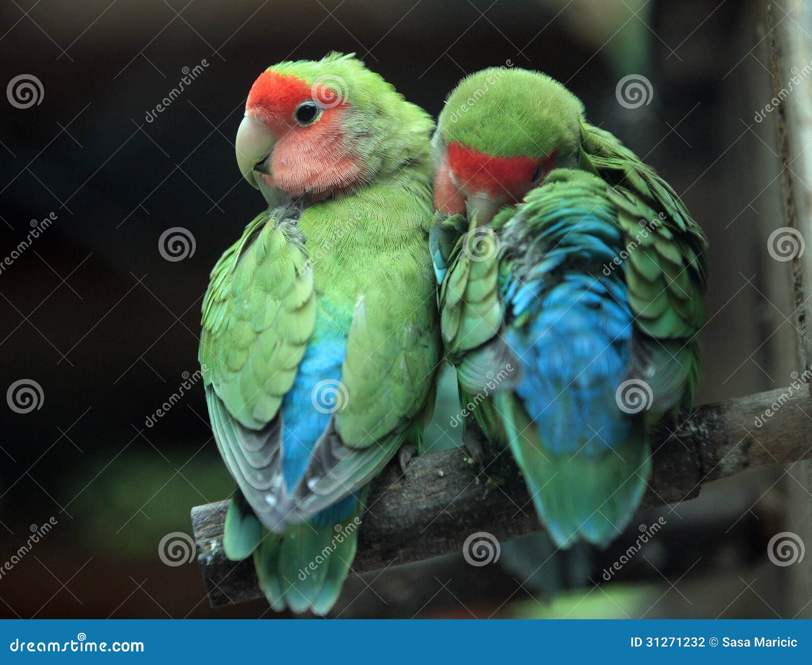 Parrot stock photo. Image of parrot, branch, companion - 31271232