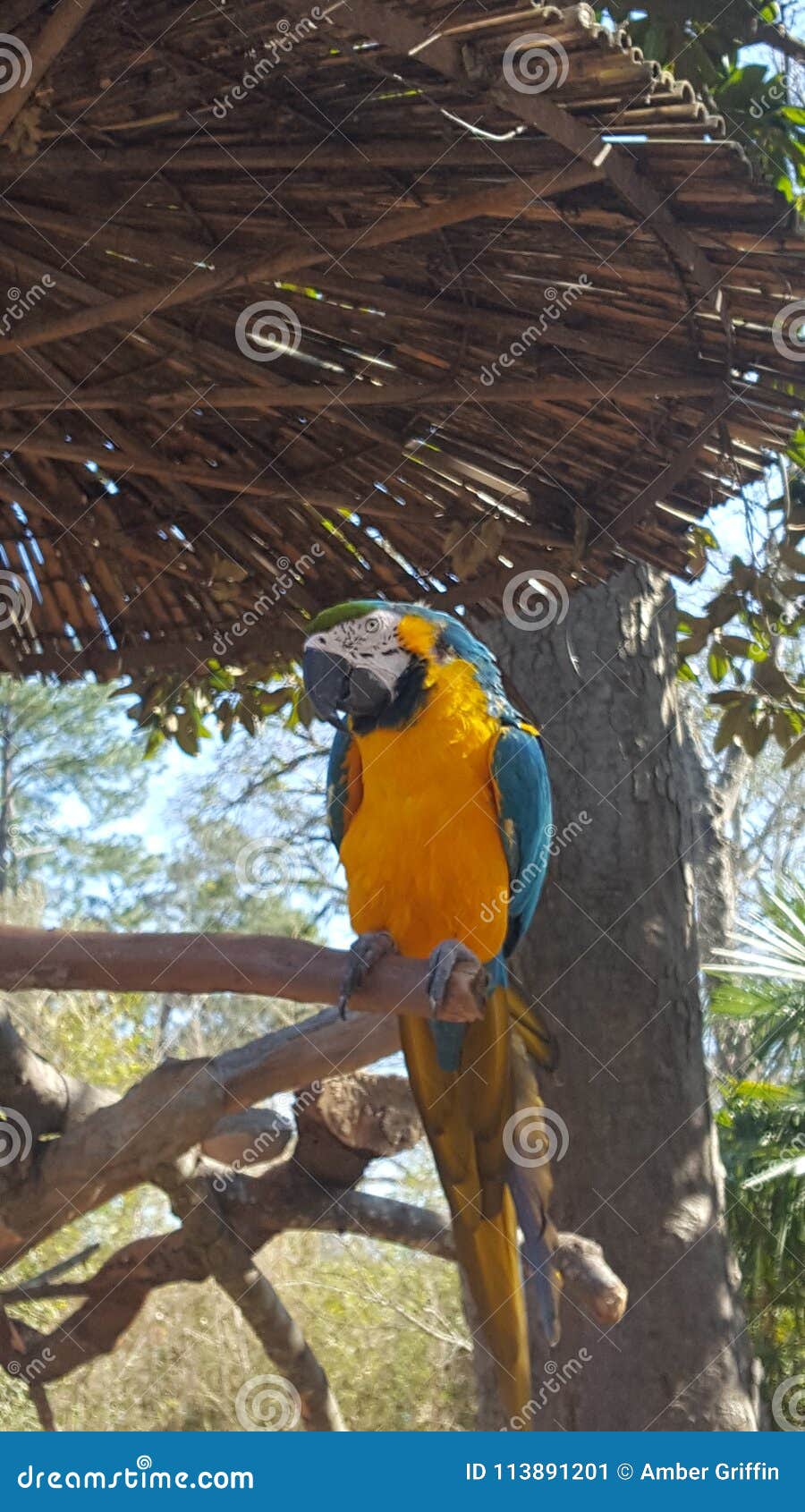 Parrot stock image. Image of bird, parrot, tyler, texas - 113891201