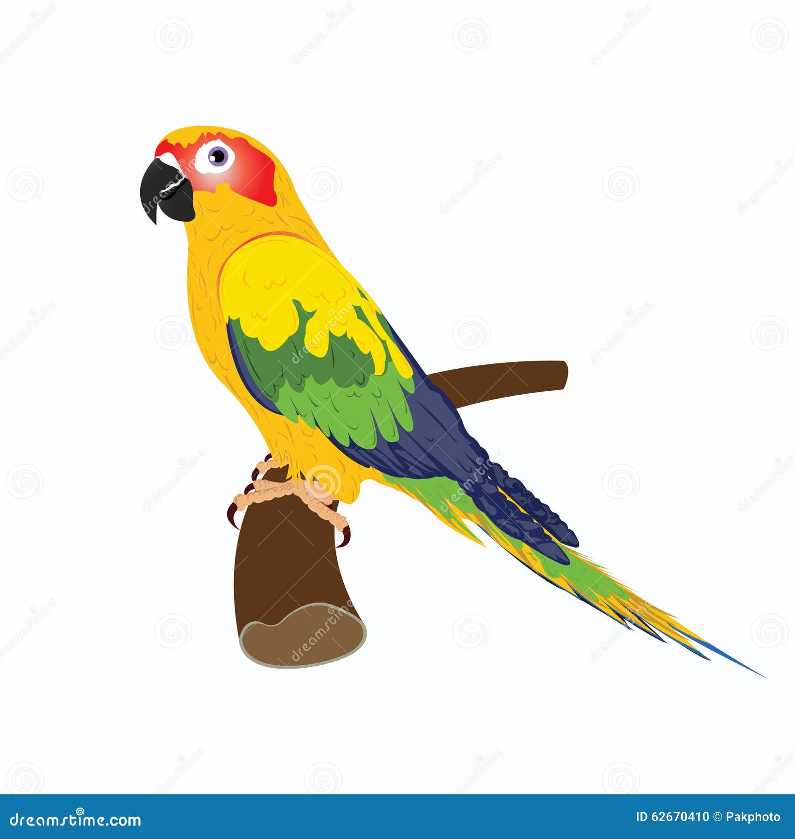 Parrot, Vector Illustration Stock Vector - Illustration of color, tail ...