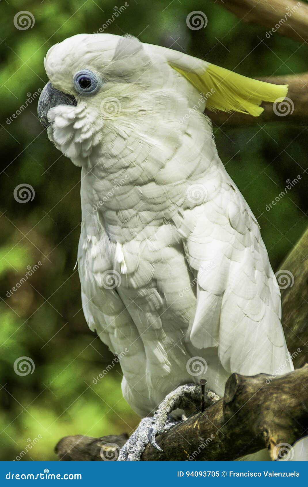 PArrot stock image. Image of mexico, bird, perico, aves - 94093705