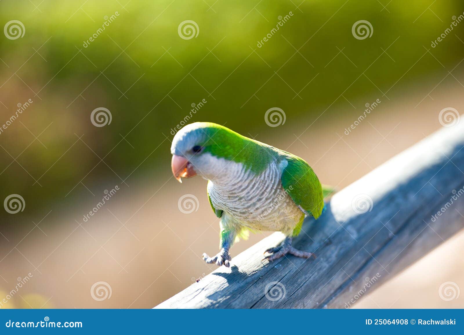 Parrot Walking on Fuerteventura Beach Stock Photo - Image of atlantic ...