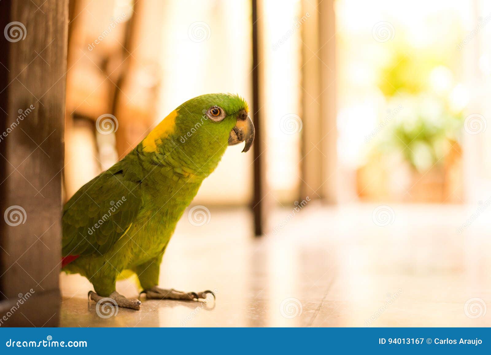 Parrot Walking in the Ground during a Sunny Morning Stock Image - Image ...