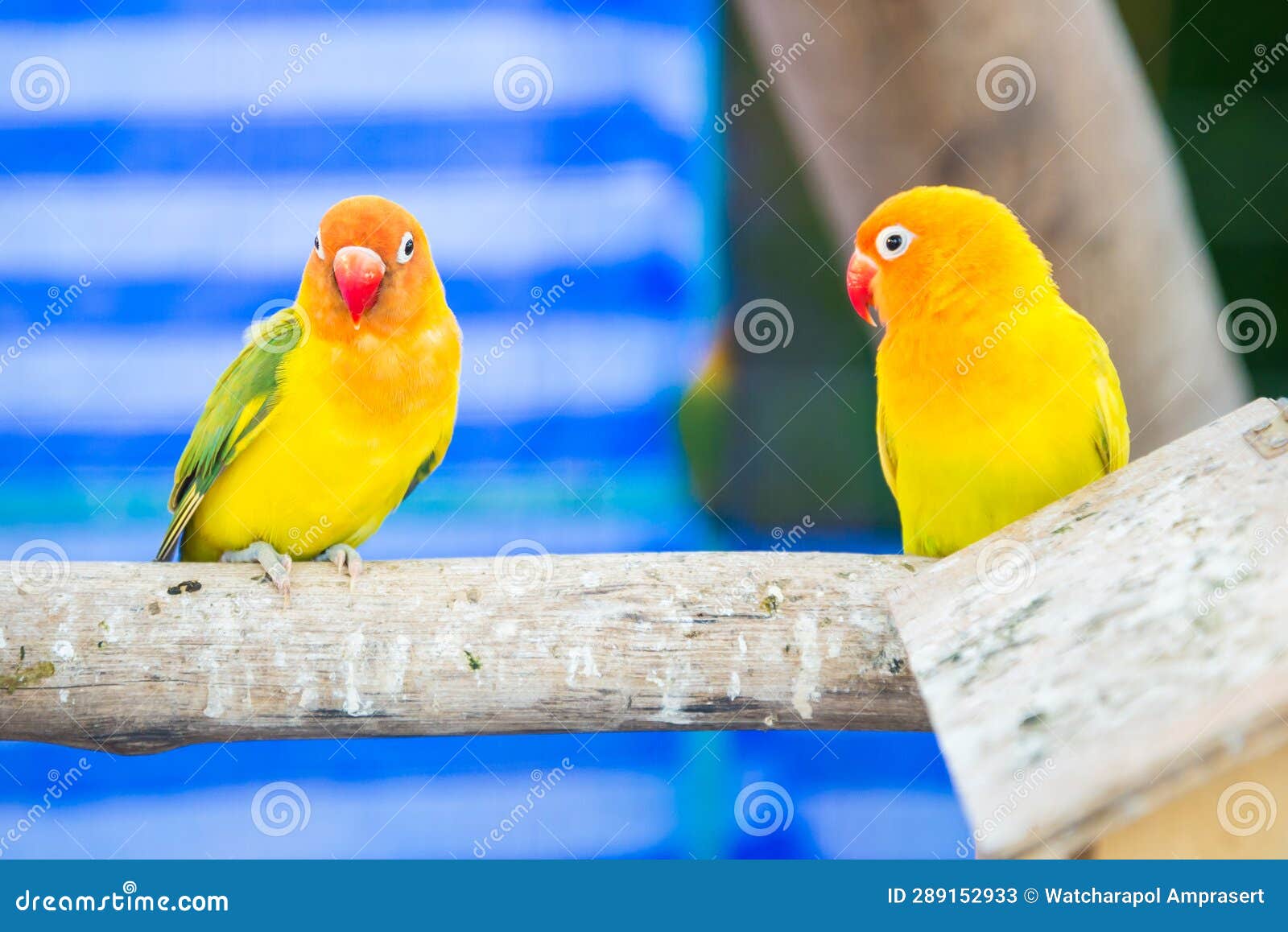 The Parrot Was Trapped in the Cage Stock Image - Image of lock, freedom ...