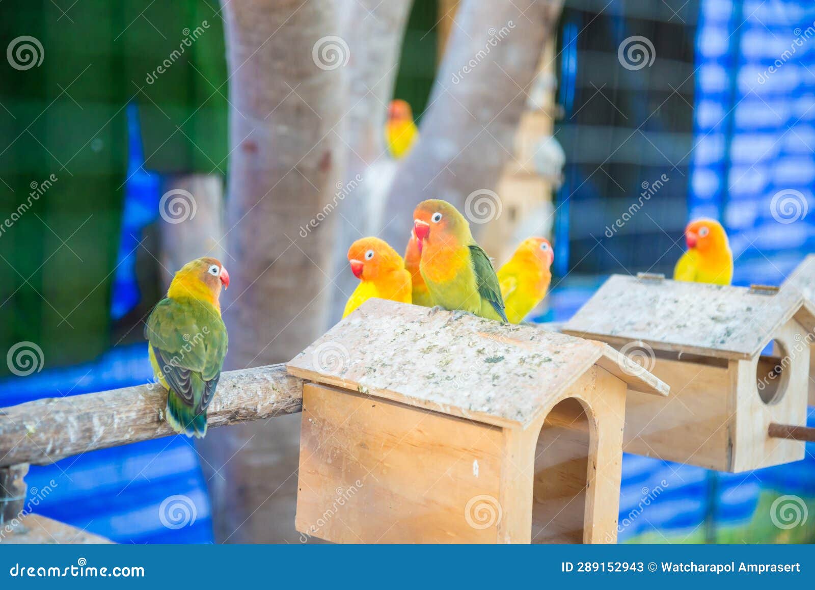The Parrot Was Trapped in the Cage Stock Image - Image of lock, freedom ...