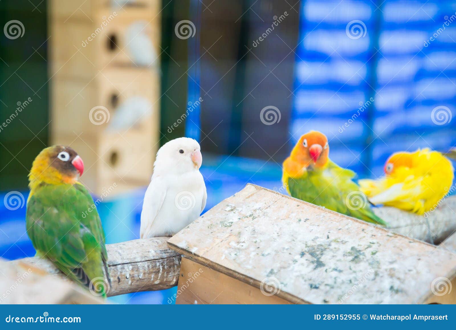 The Parrot Was Trapped in the Cage Stock Image - Image of bird, shop ...