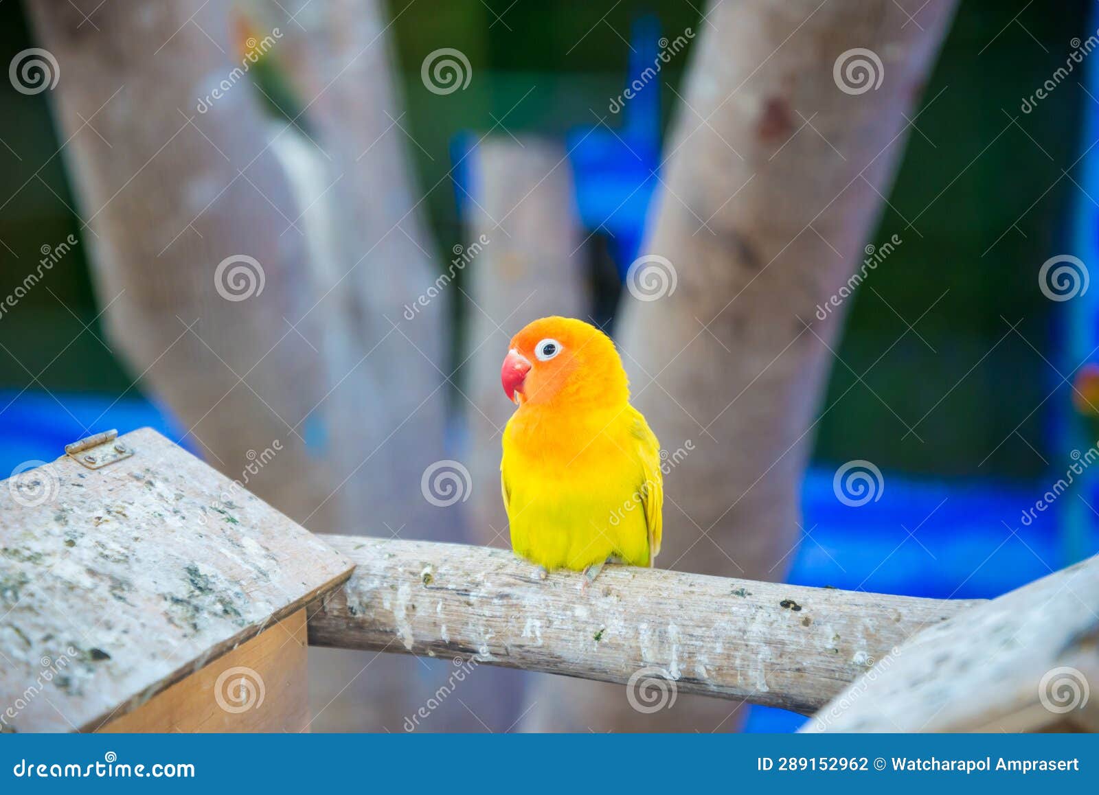 The Parrot Was Trapped in the Cage Stock Photo - Image of street, bird ...