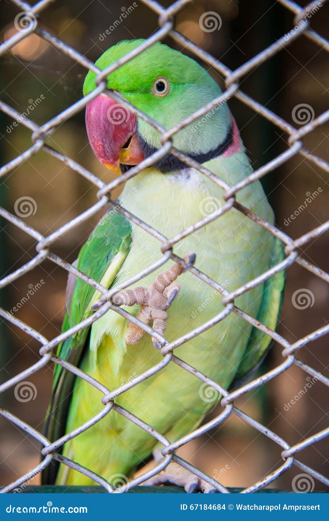 The parrot stock photo. Image of street, asia, traditional - 67184684