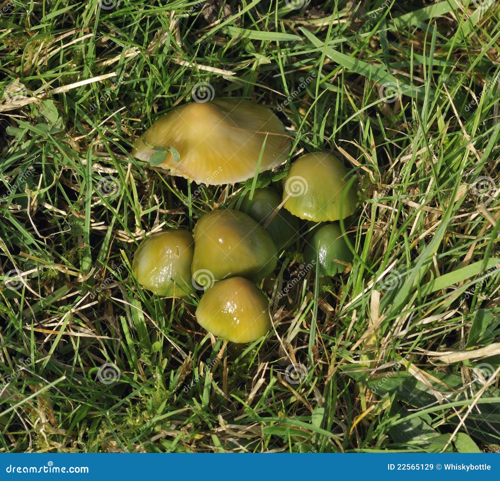 Waxcap Toadstool In Grassland Royalty-Free Stock Photography ...