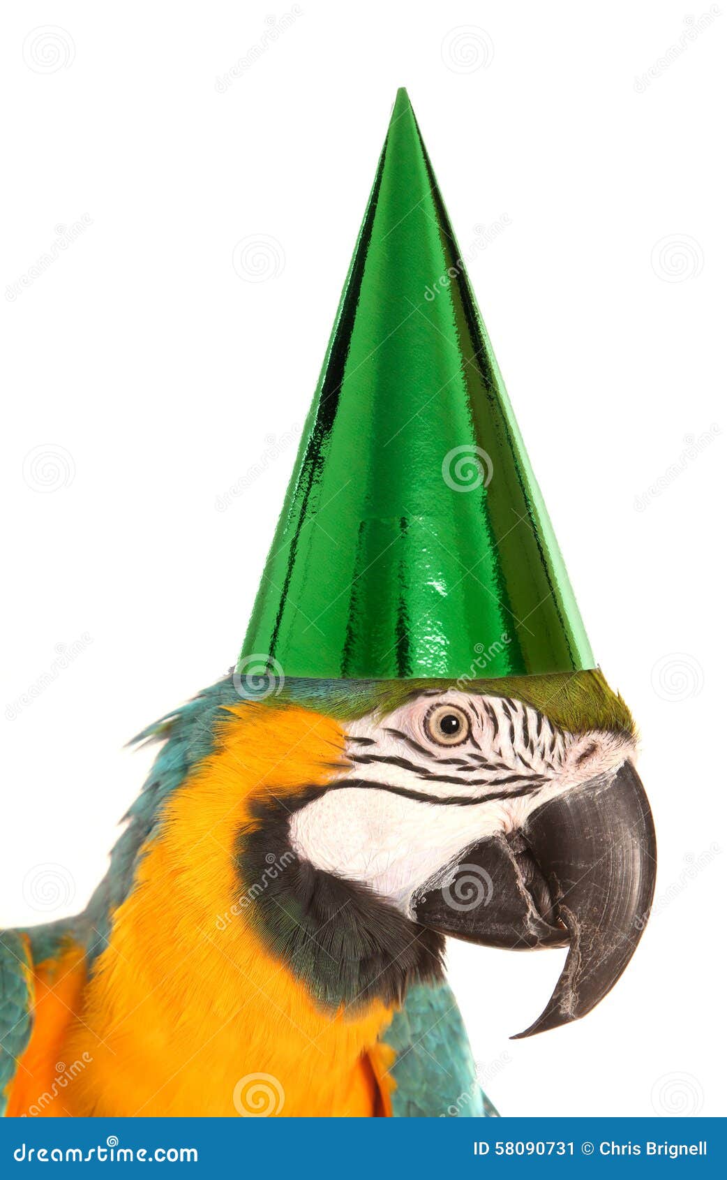 Parrot Wearing a Birthday Party Hat Stock Image - Image of parrot ...